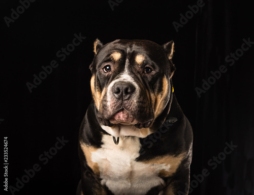 American Bully Rottweiler Mix
