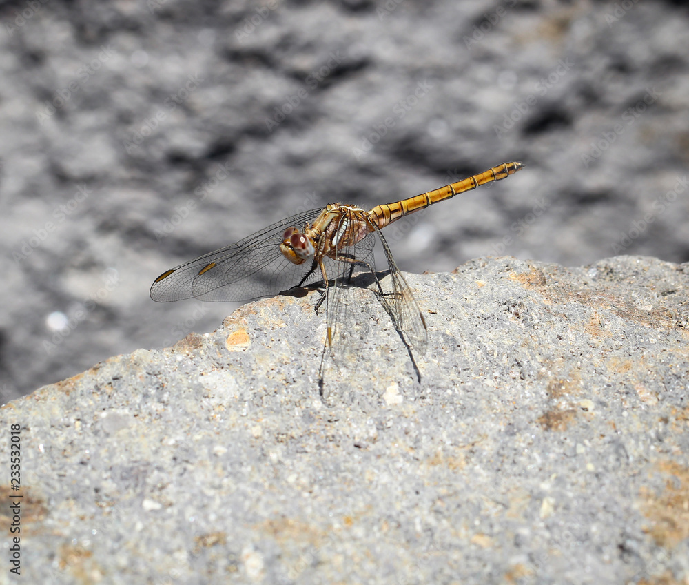 Libelle, Kleinlibelle, Prachtlibelle, Odonata, Odonatoptera, Insekten Stock Photo | Adobe Stock