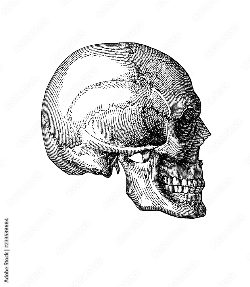 Vintage illustration of anatomy, human skull lateral view Stock ...