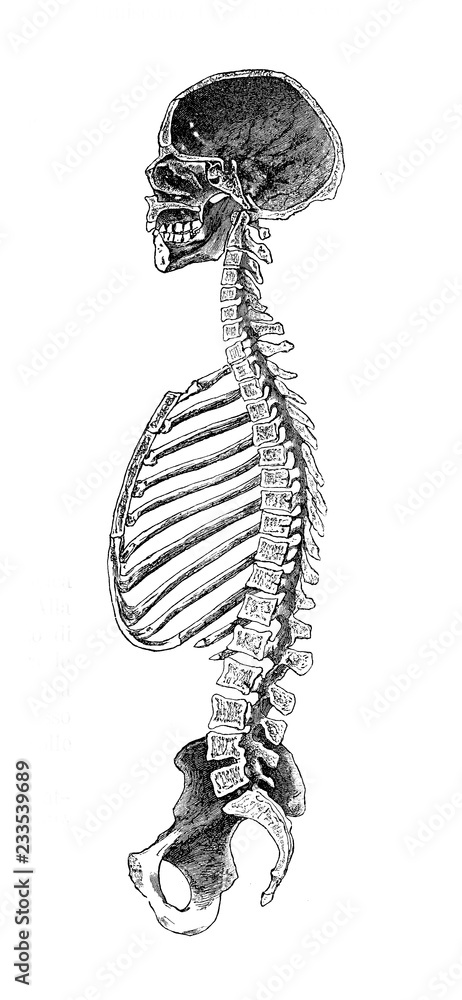 Vintage illustration of anatomy, human bone longitudinal cut Stock ...