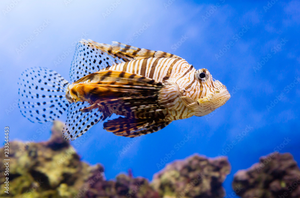 Lionfish. It has wide grey, brown and red stripes all over its body and ...