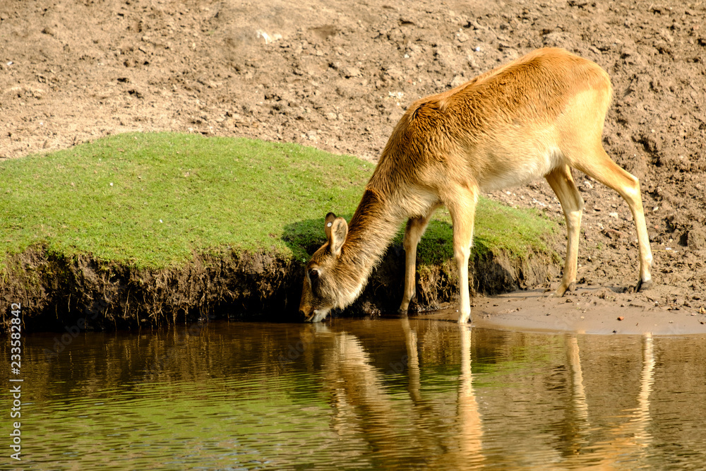 Deer Drinking Water From Stream