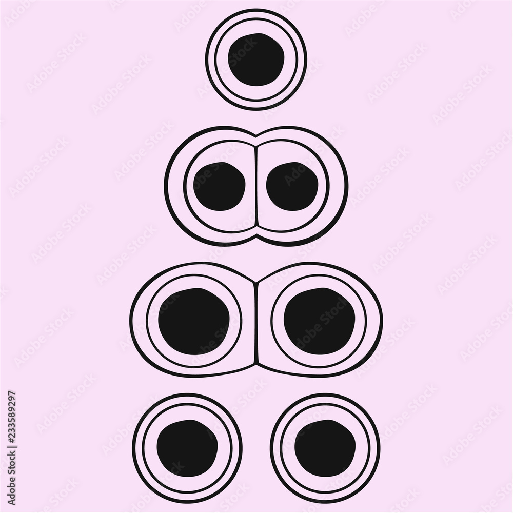 cell division, cycle, vector silhouette isolated Stock Vector | Adobe Stock