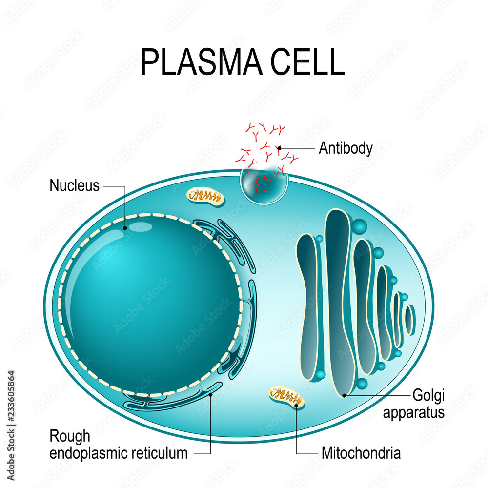 Anatomy of a Plasma cell, or B cell, or plasmocyte Stock Vector | Adobe ...