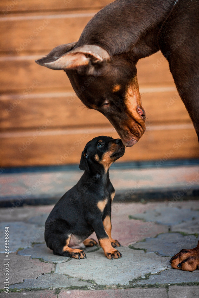 Baby Doberman Puppies