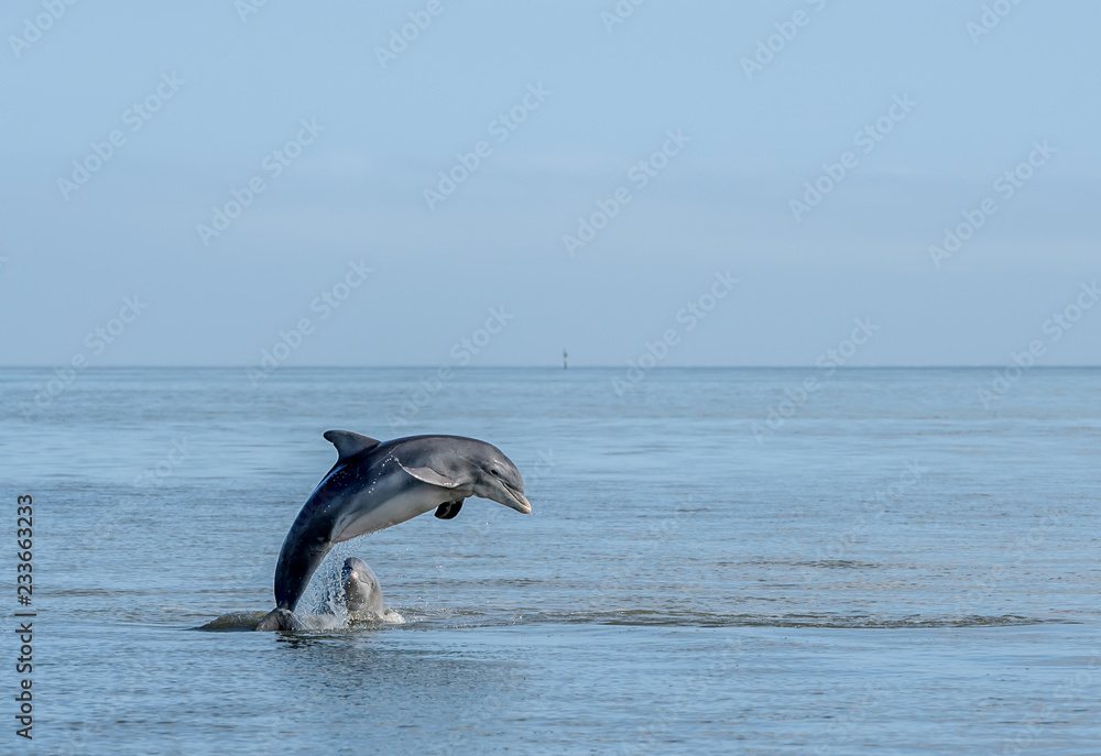 Atlantic Bottlenose Dolphin Jumping