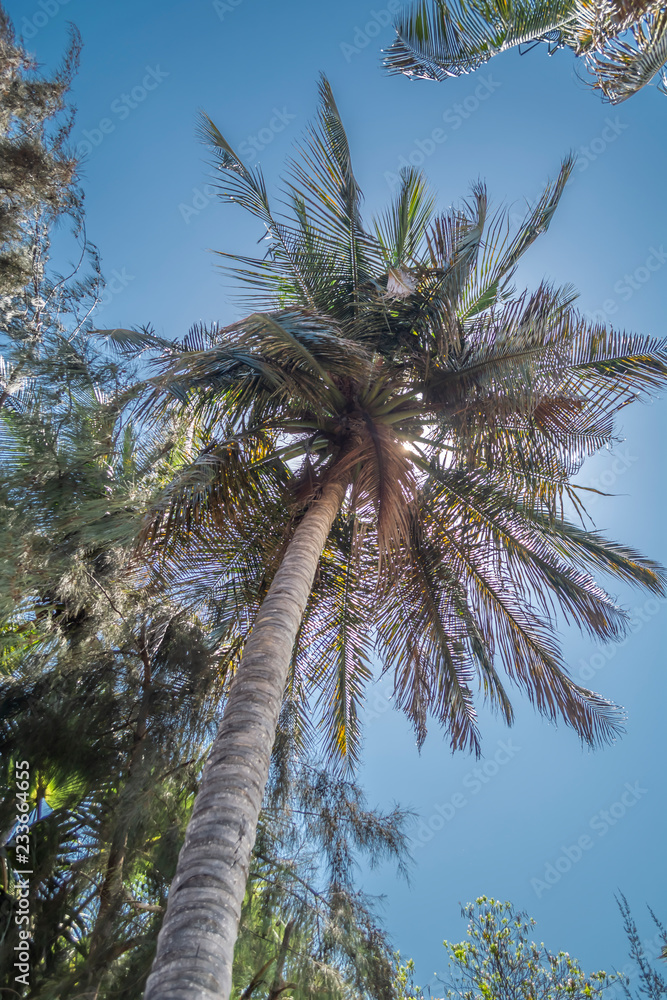 Detailed view of palm tree on the island of Mussulo, Luanda, Angola ...