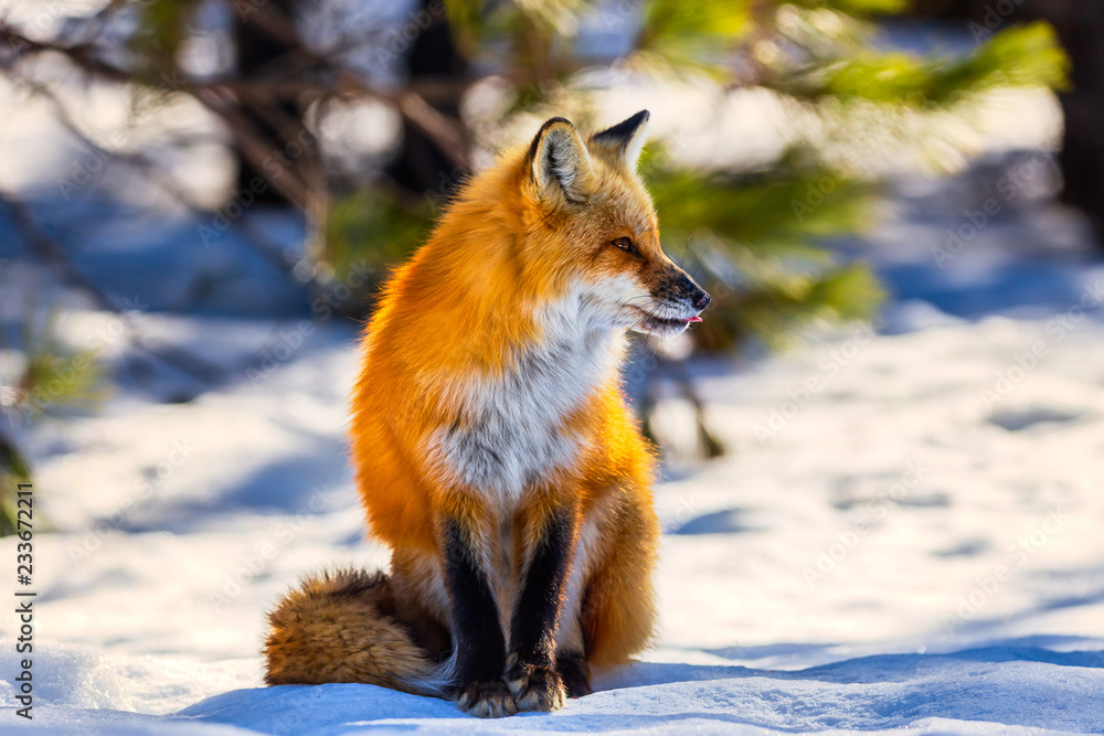 Canadian Fox