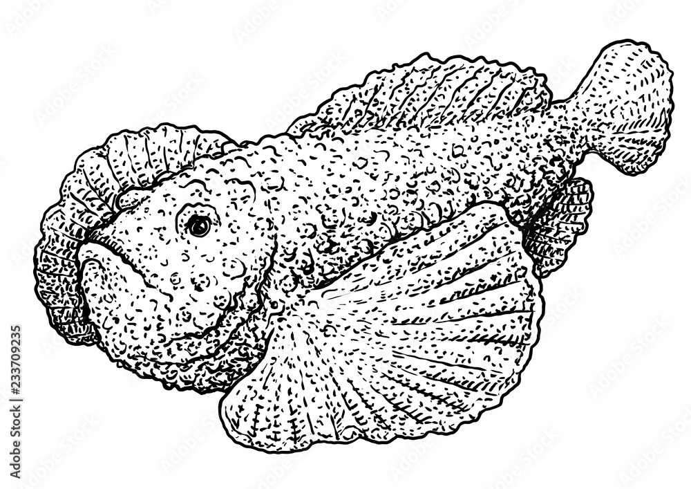 Stonefish illustration, drawing, engraving, ink, line art, vector Stock ...