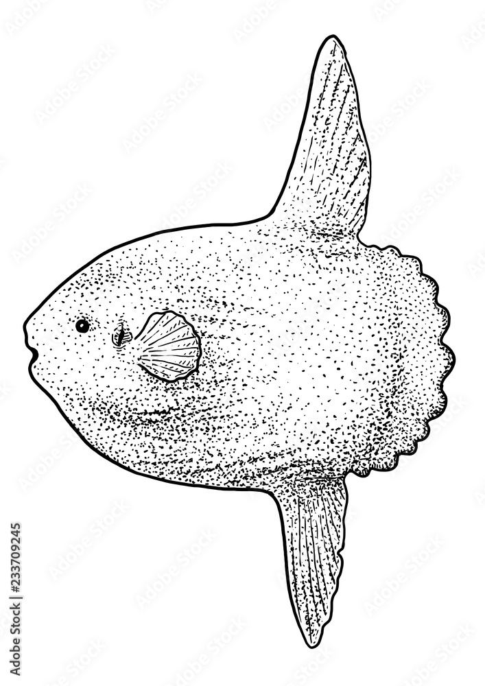 Sunfish or moonfish illustration, drawing, engraving, ink, line art ...