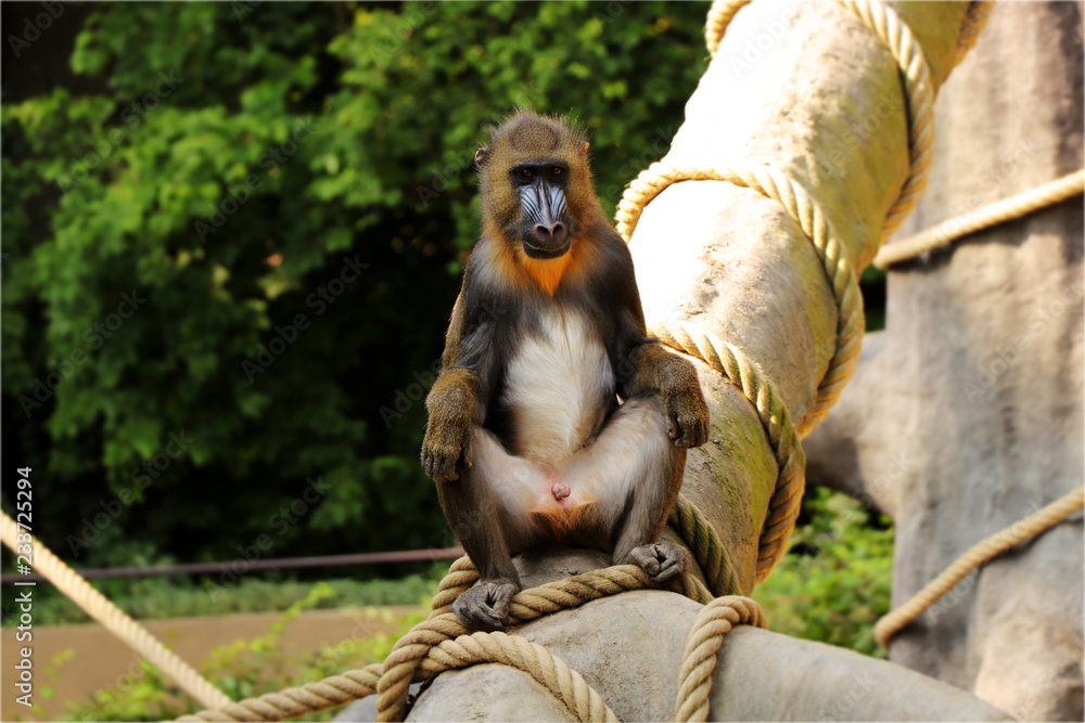 A Mandrillus sphinx sitting on the trunk and showing us his penis. A ...