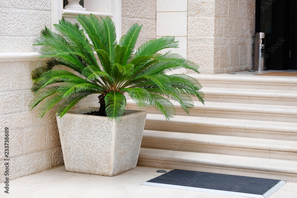 Pot with large green palm tree stands at entrance to a private hotel ...