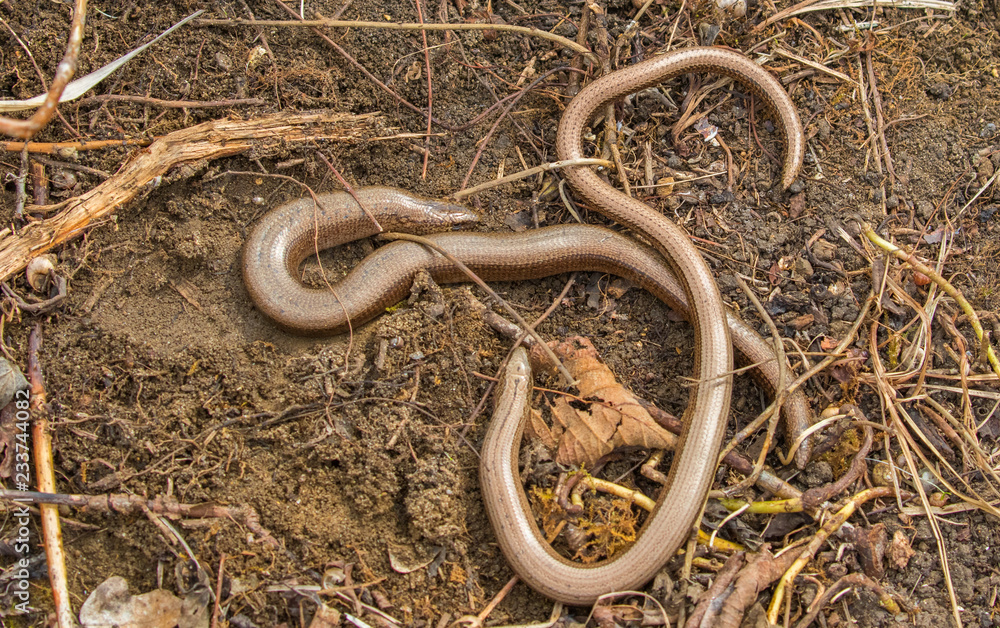2 Slow Worms (Anguis fragilis) Legless Lizard Stock Photo | Adobe Stock