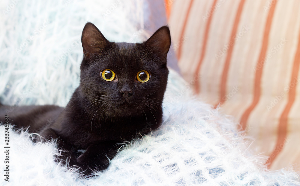black cat at home Stock Photo | Adobe Stock