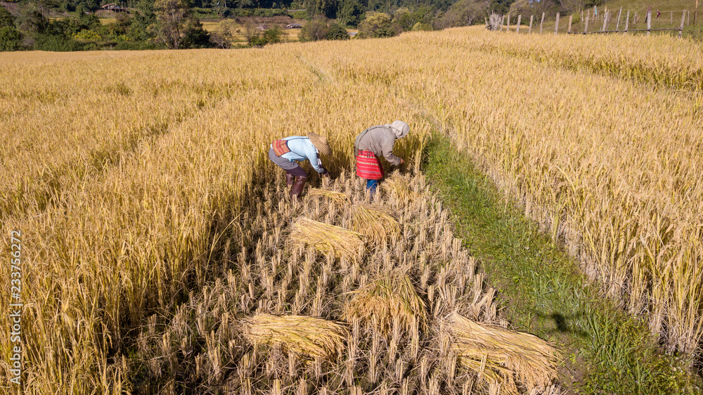 Harvesting Rice By Hand
