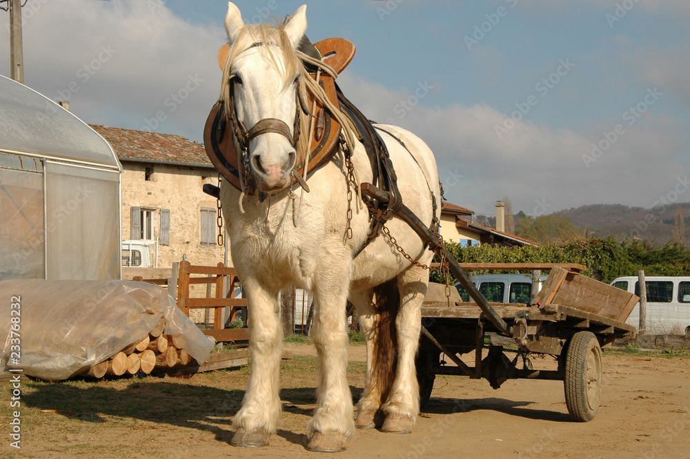 percheron attelé à une charrette Stock Photo | Adobe Stock