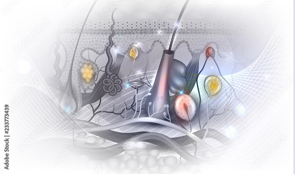 Skin anatomy detailed structure abstract light transparent background ...