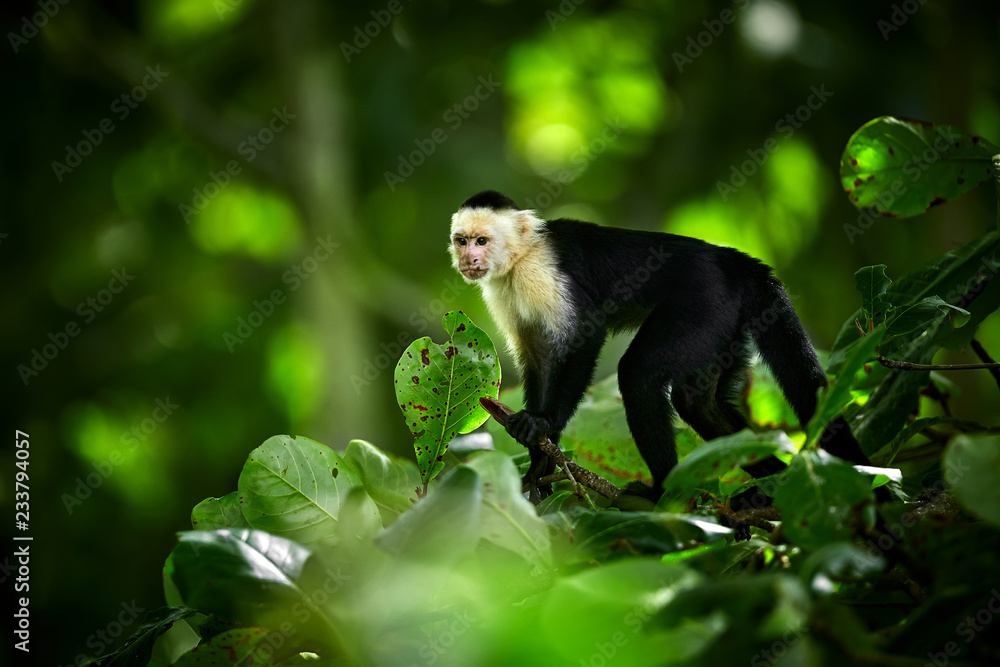 African Monkeys In Tree