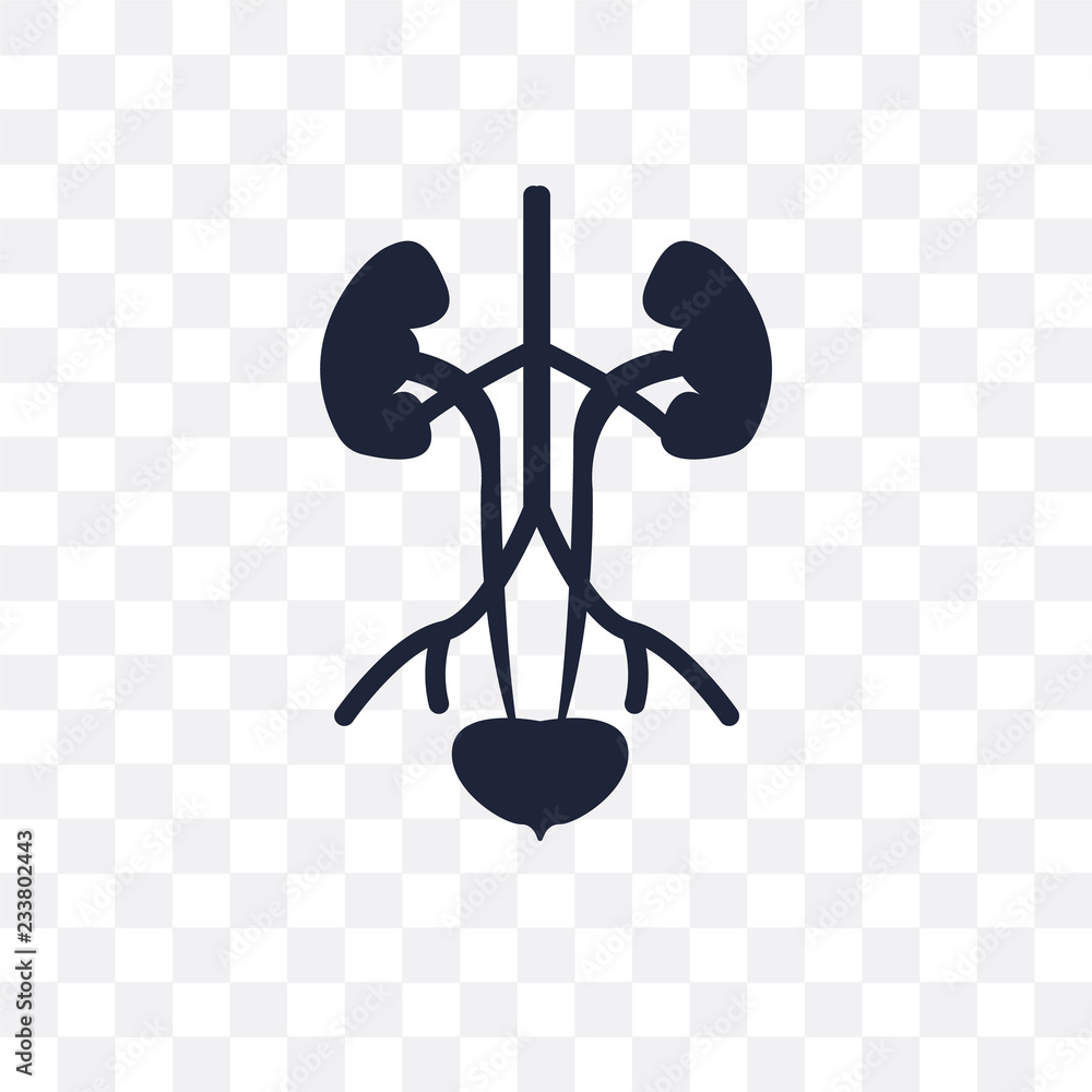 Excretory system transparent icon. Excretory system symbol design from ...