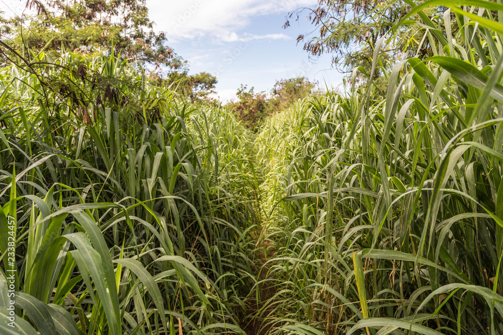 Cpt. Cook Monument Trail, Big Island, Hawaii Stock Photo | Adobe Stock
