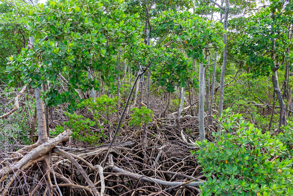 Forest of red mangroves (Rhizophora mangle) with elaborate root systems ...