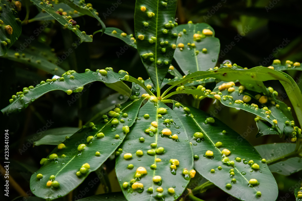 Galls Stock Photo | Adobe Stock