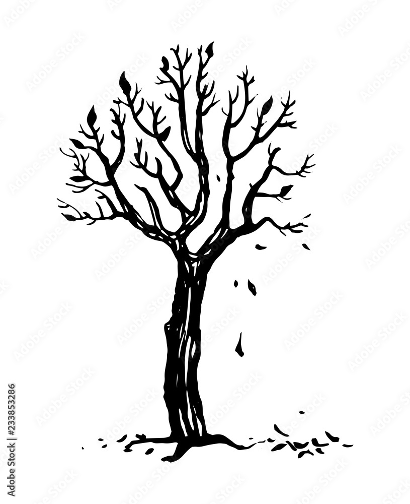 Hand drawn autumn tree silhouette with falling leaves. Ink vector ...