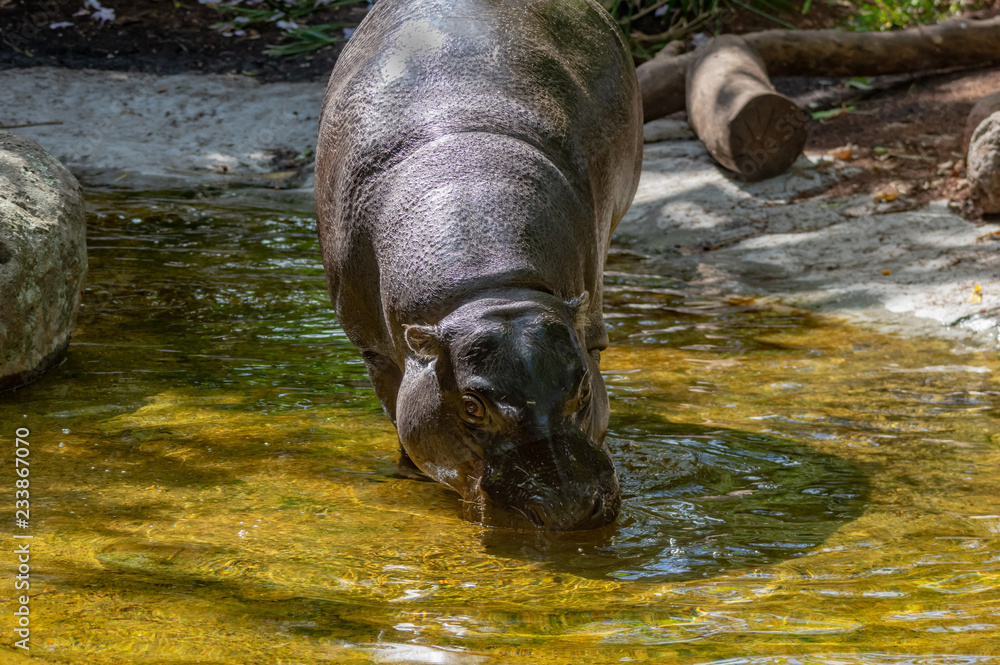 Pigmy Hippo in Water Stock Photo | Adobe Stock