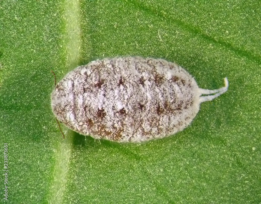 Striped mealybug, Ferrisia malvastra (Hemiptera: Pseudococcidae) is the ...
