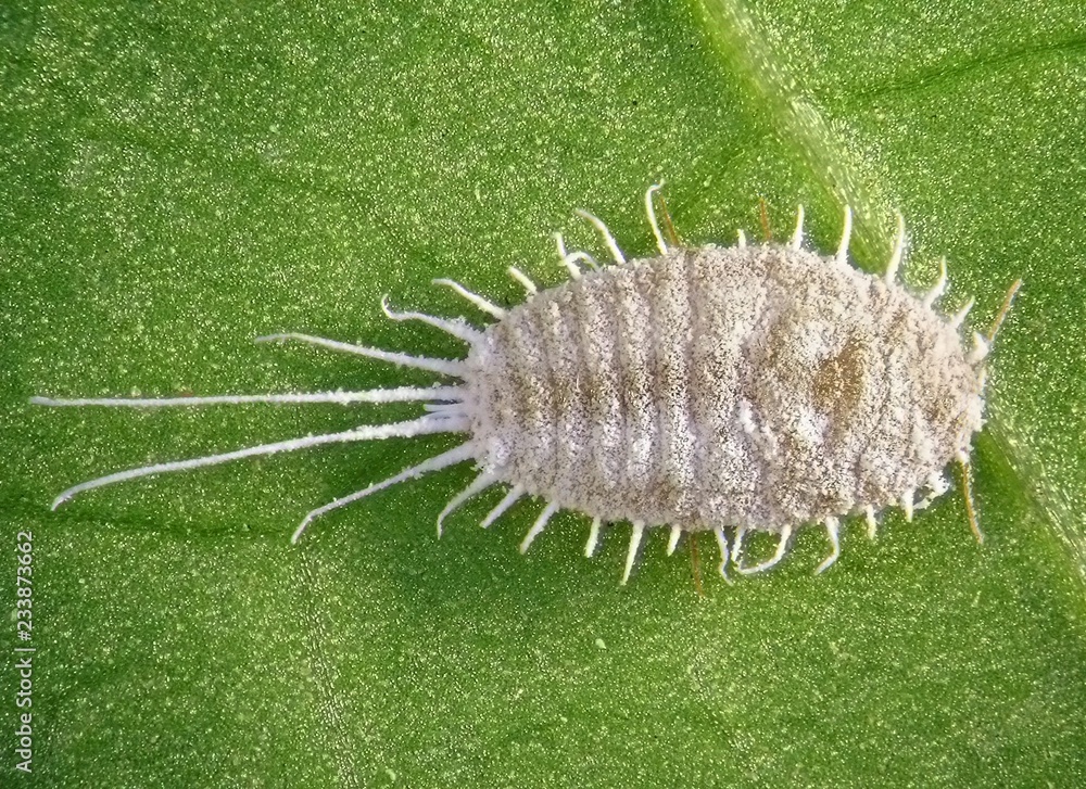 Long-tailed mealybug, Pseudococcus longispinus (Hemiptera: Pseudococcidae) is the dangerous pest ...