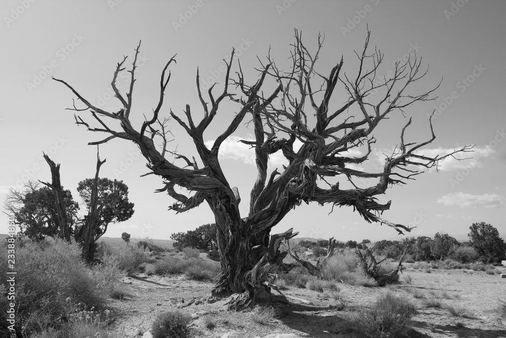 Dead Tree Black & White Stock Photo | Adobe Stock