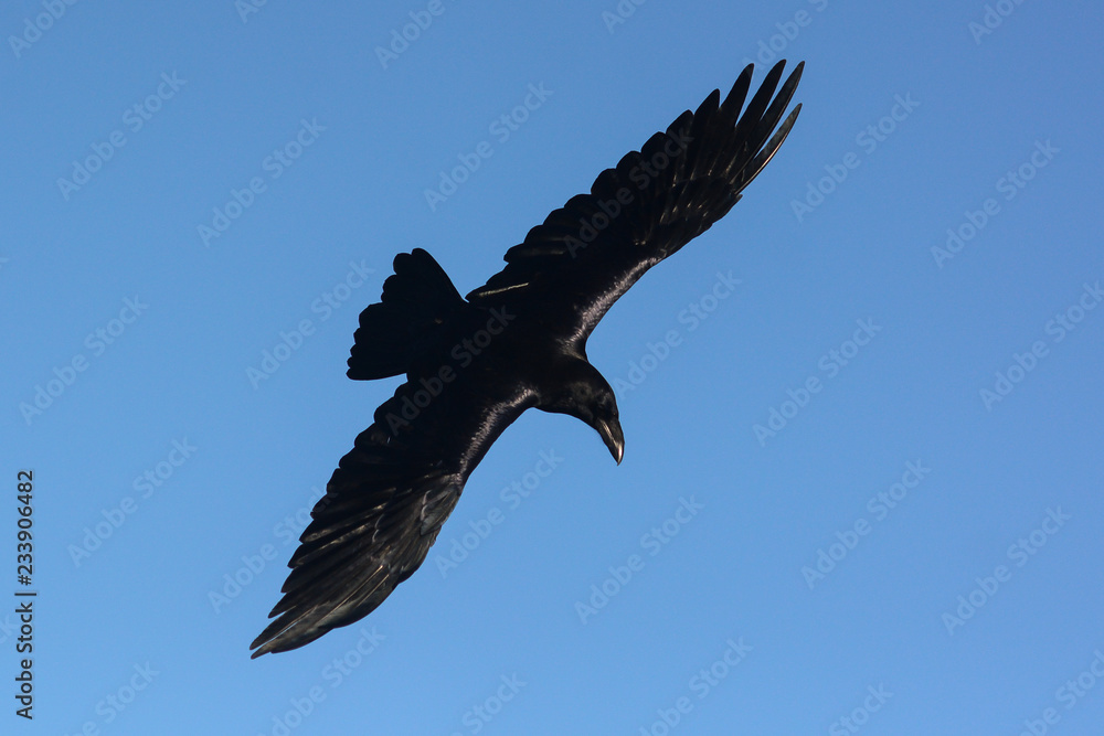 corvo imperiale (Corvus corax) in volo,sfondo cielo,silhouette Stock ...