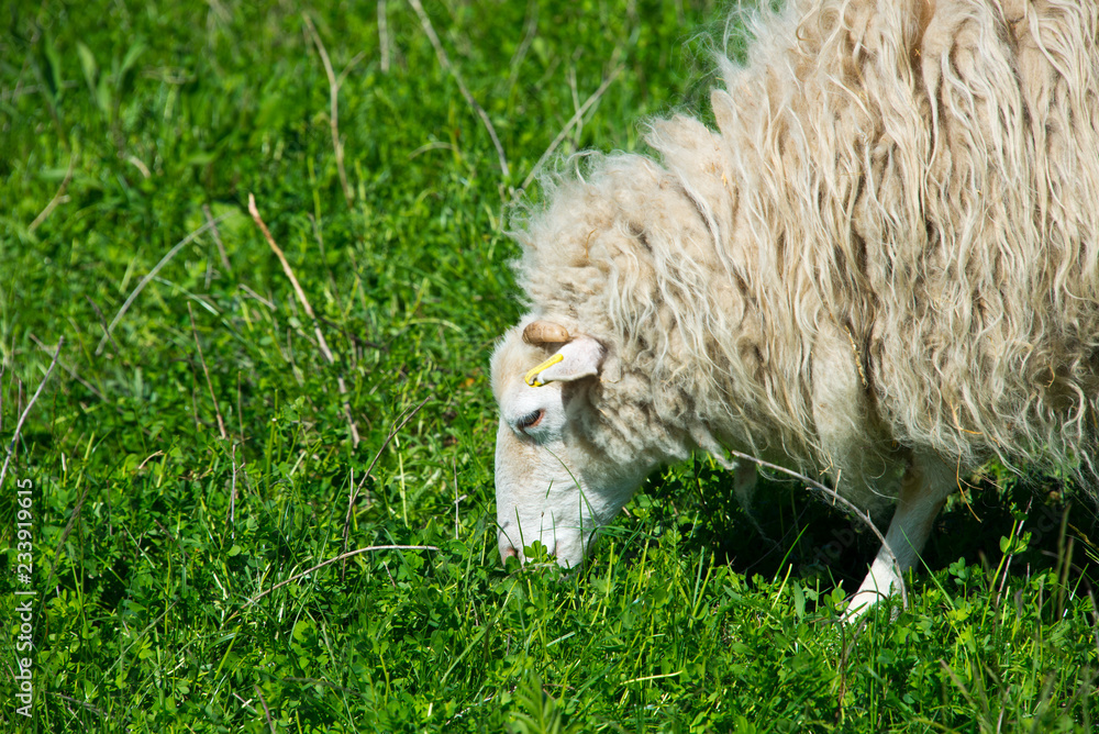 Foto de flock of skudde sheep. skudde are one of the oldest ...