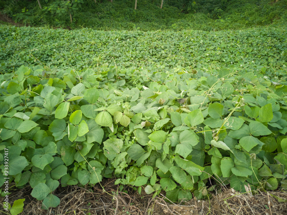 Foto de Mucuna bracteata is a leguminous plant. It is a nitrogen ...