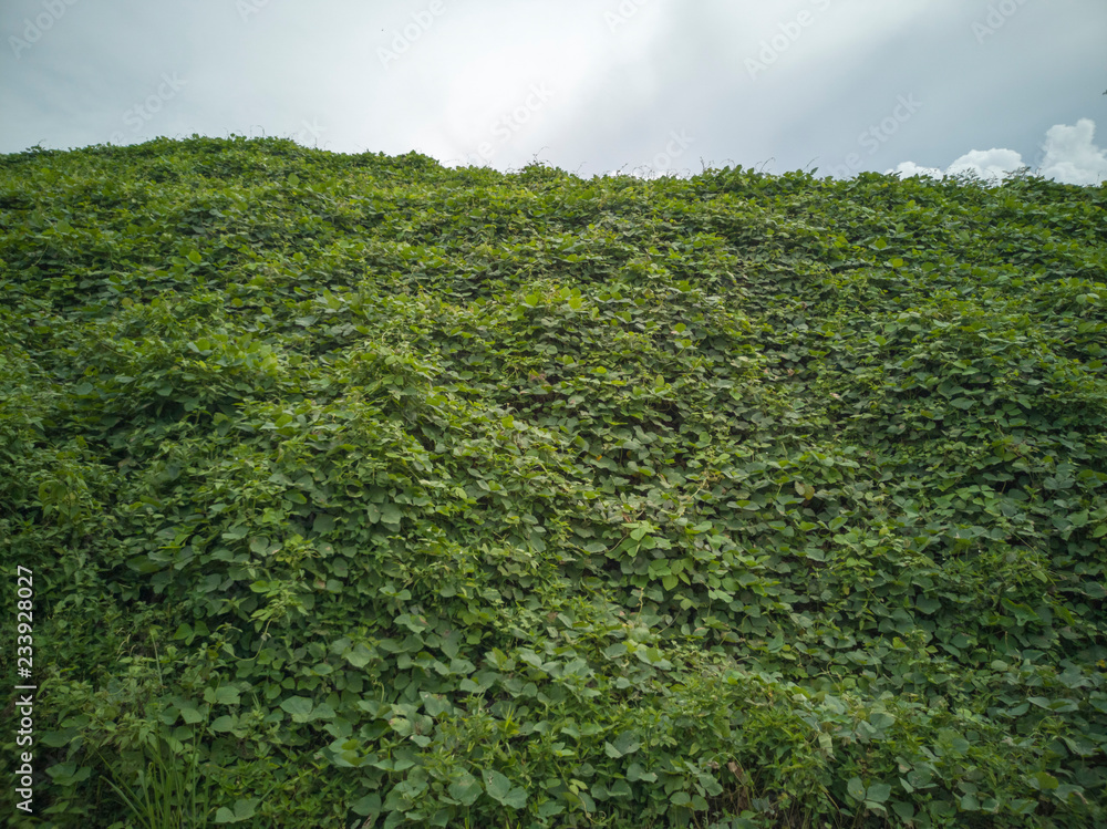 Mucuna bracteata is a leguminous plant. It is a nitrogen-regulating ...