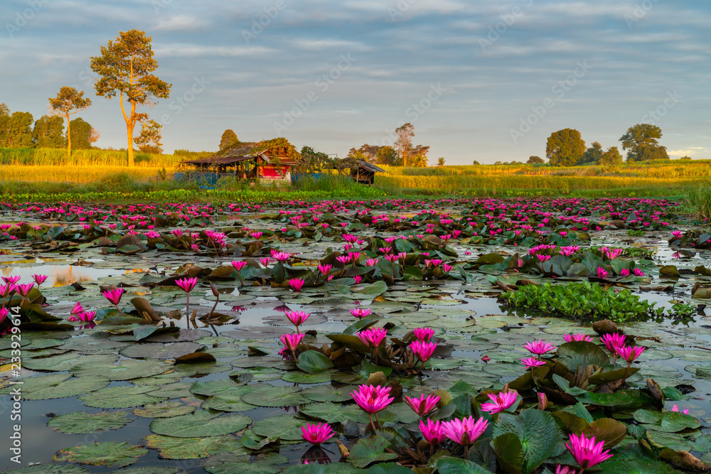 Beautiful early morning landscape of a typical remote countryside of ...