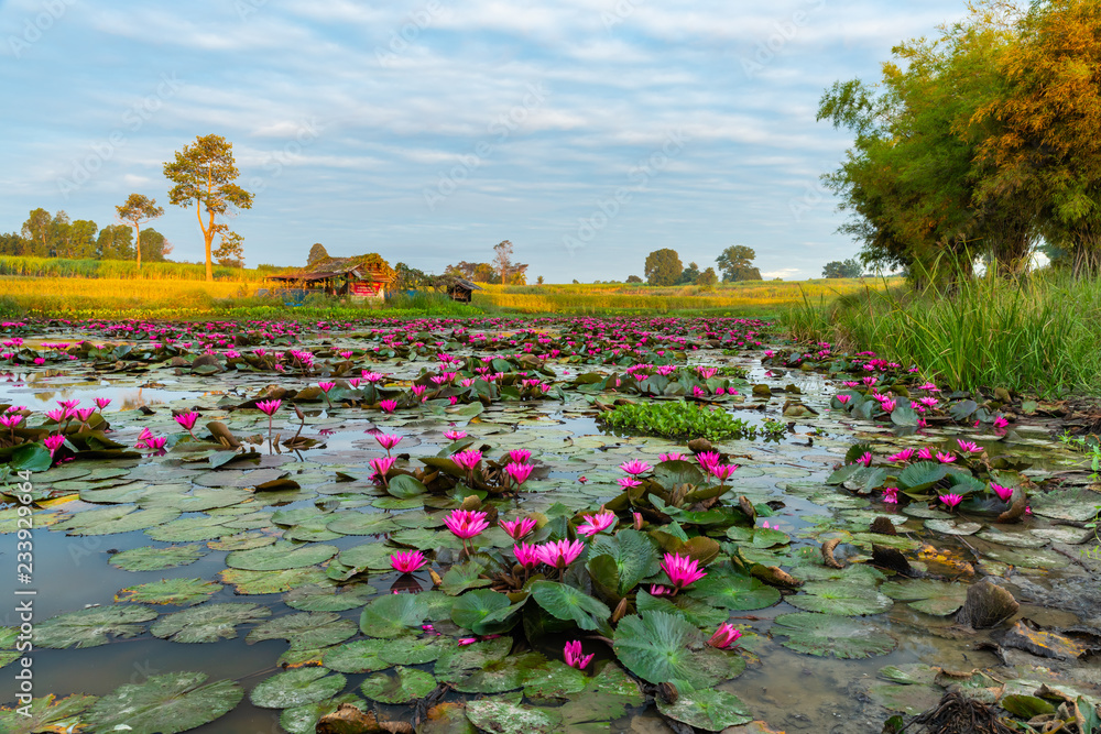 Beautiful early morning landscape of a typical remote countryside of ...