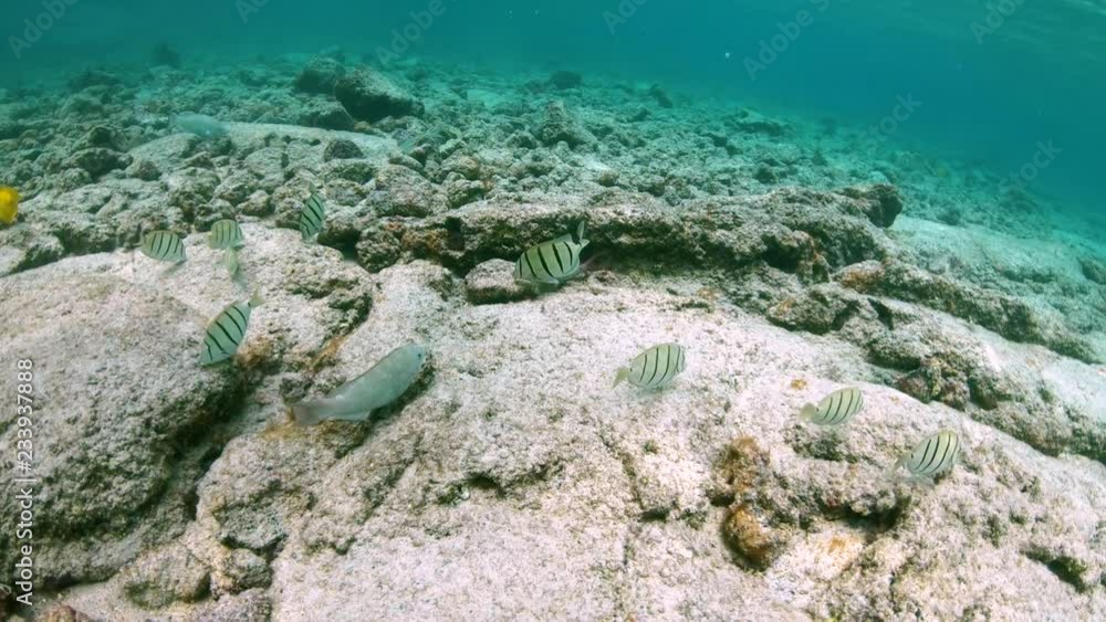 Convict Tang fish scour the ocean floor for food, slow motion 4K Hawaii ...