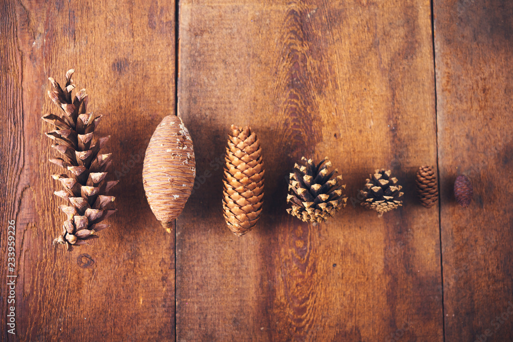 Types Of Pinecones