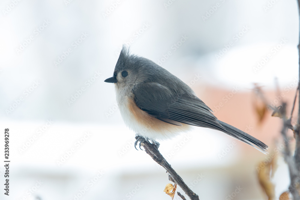 Titmouse bird portraits Stock Photo | Adobe Stock