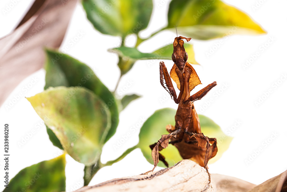 Ghost Mantis on isolated white background Stock Photo | Adobe Stock
