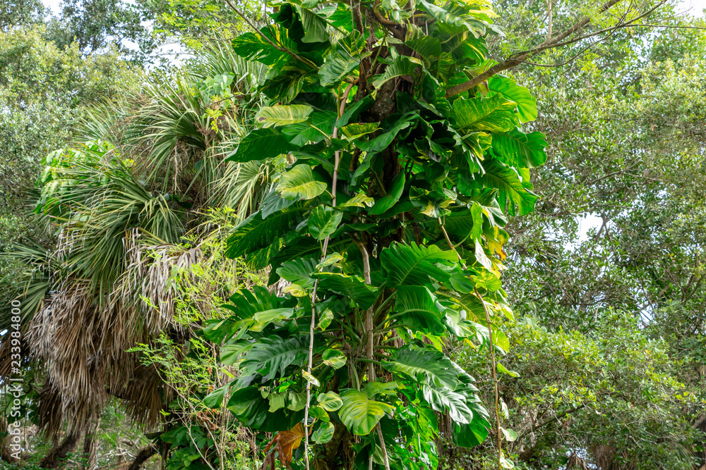 Golden pothos (Epipremnum aureum) vines growing up a tree - Long Key ...