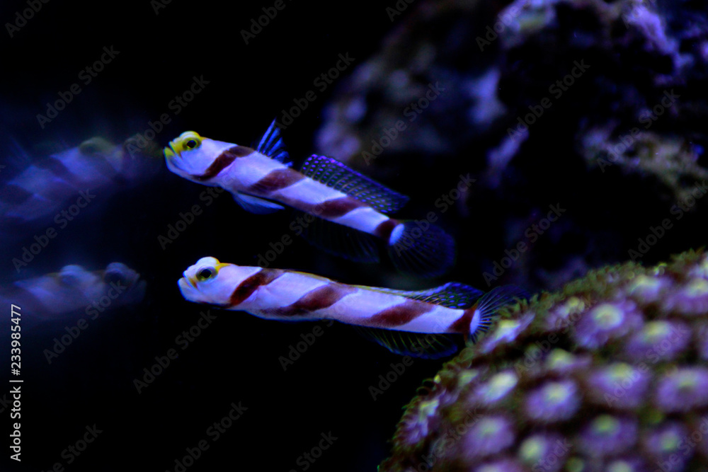 Red Striped Goby