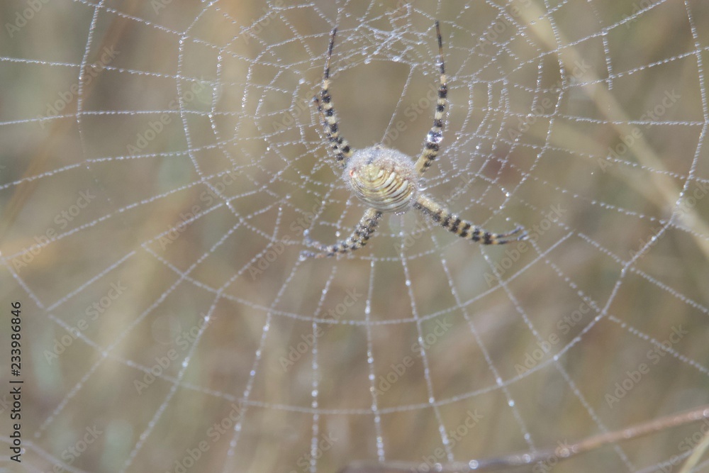 Banded Garden Spider. Web. Shiloh Ranch Regional Park in southeast ...