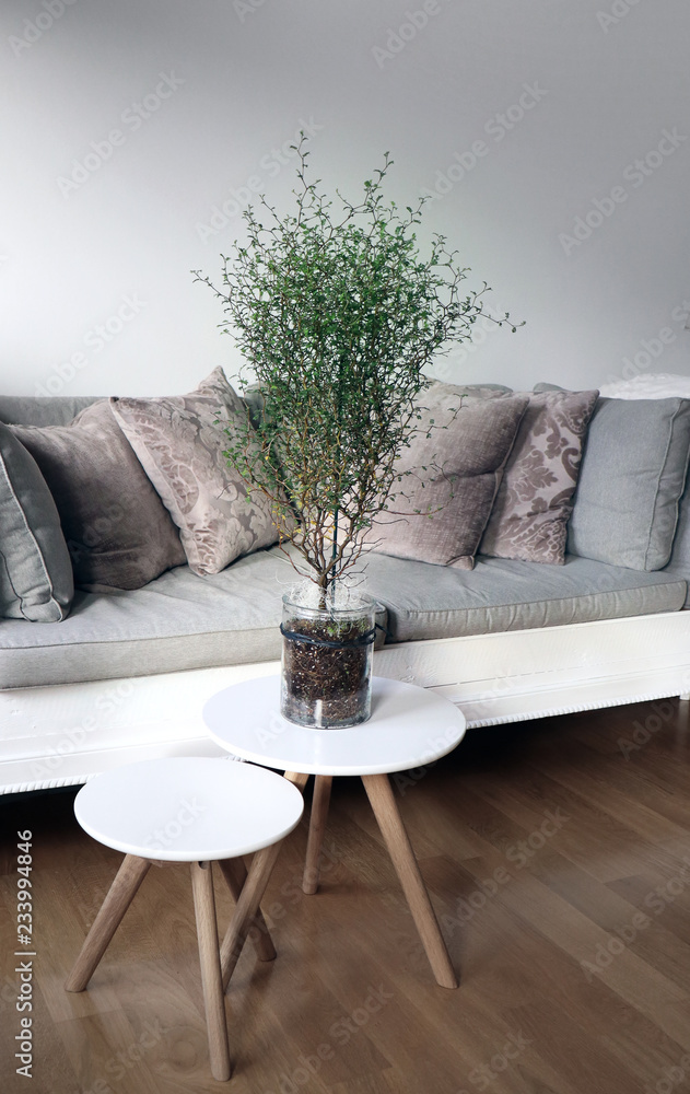 Corokia plant (Cotoneaster bonsay), Interior in a livingroom with a ...