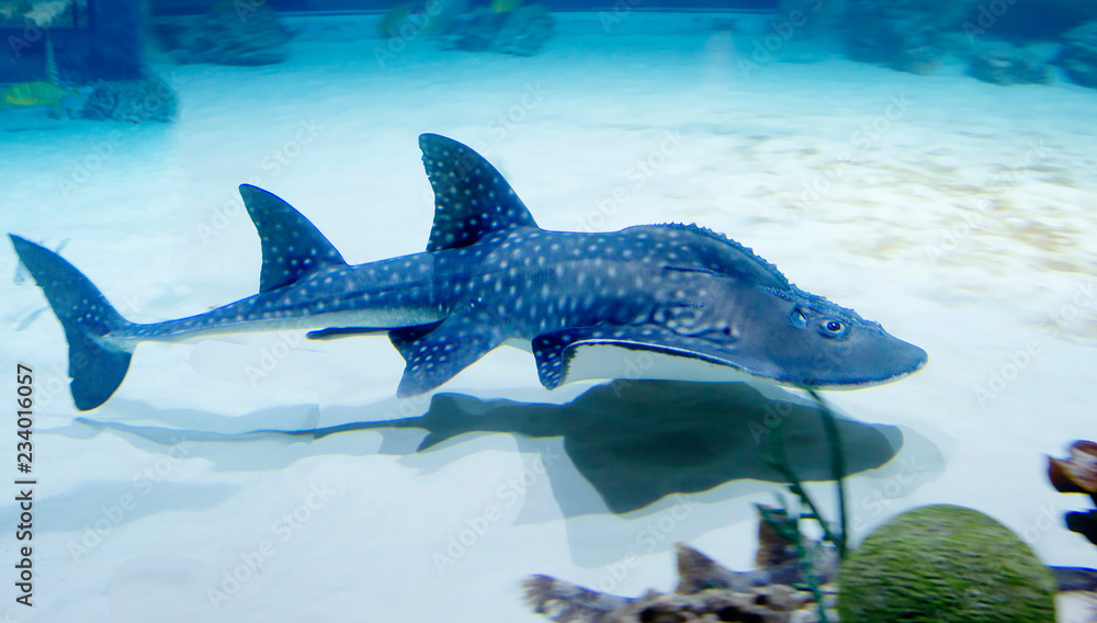 Fish That Look Like Sharks