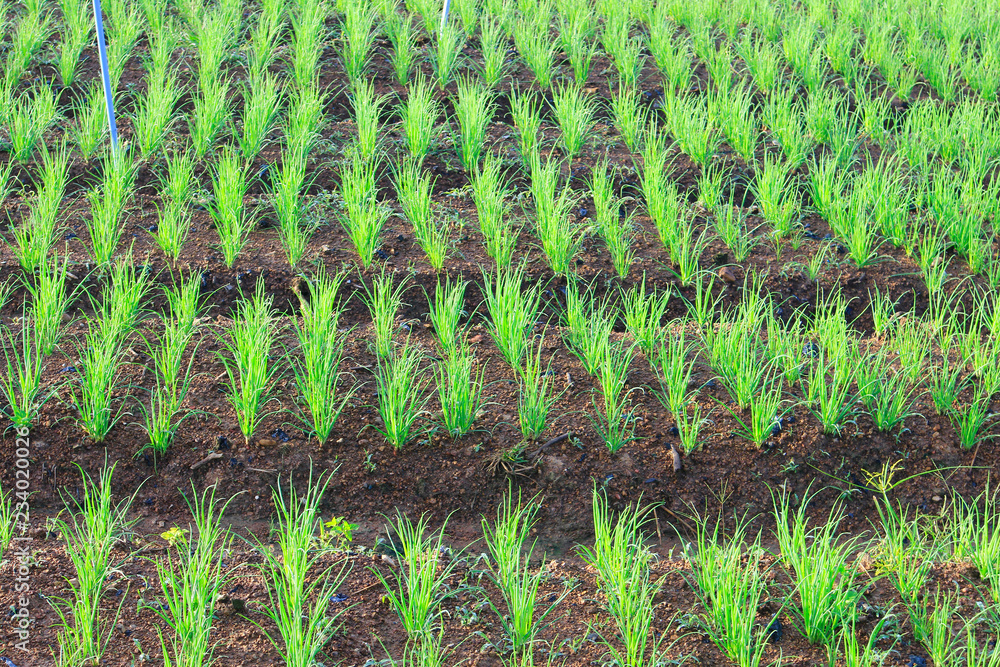 Red Onion Plantation