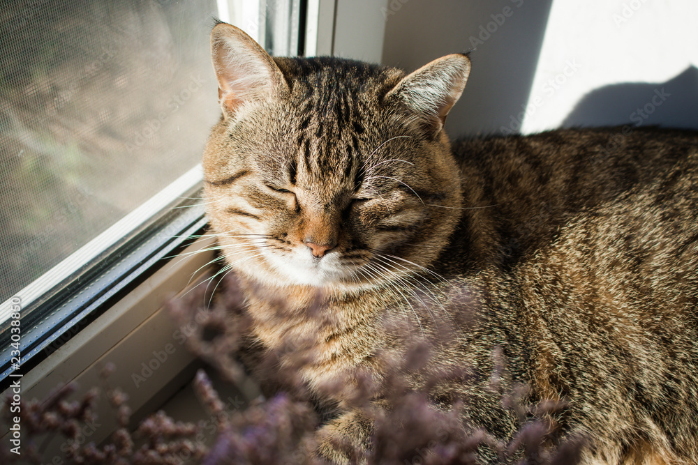 Lazy Cat In Bed