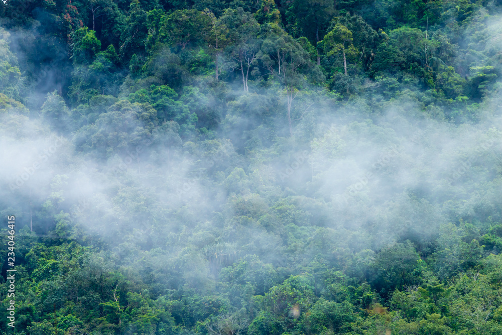 Mist and cloud forming over a dense, tropical rainforest in Thailand ...