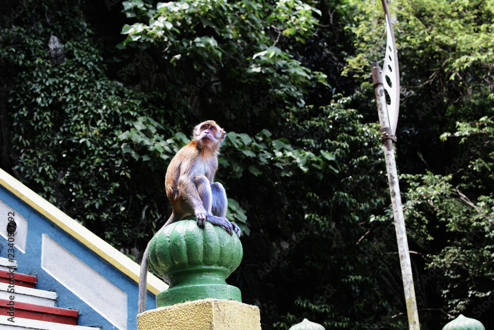 Poster monkey in batu cave kuala lumpur malaysia – Wall Art | UkPosters